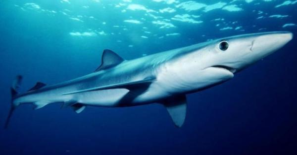 Mallorca sharks: 2023: the year of the shark in the Balearics, number ...