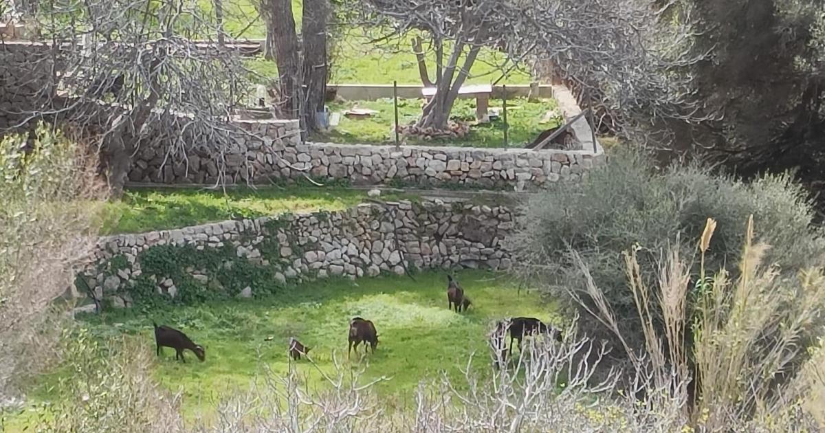 Mallorca wildlife: Cull of wild goats in Estellencs