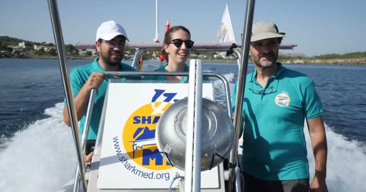 Sharks in Mallorca: Dispelling myths and promoting conservation with ...