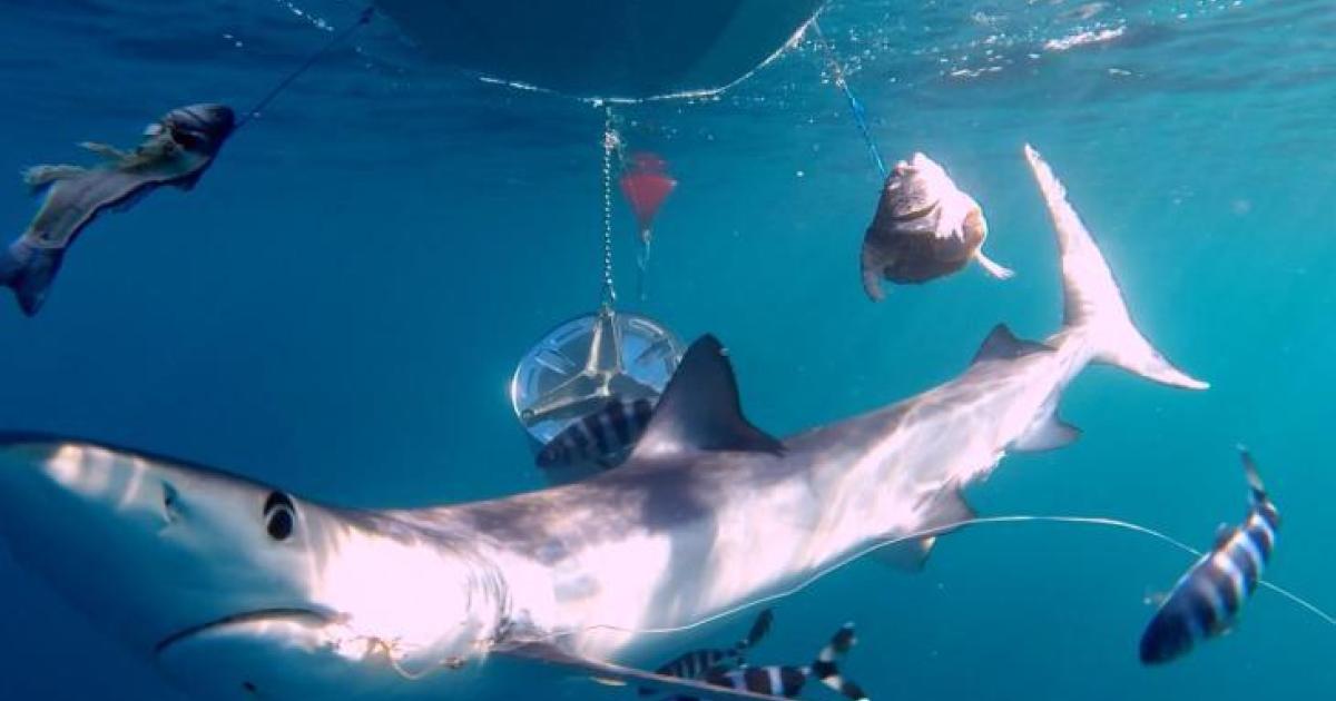 Mallorca marine life: Mallorca sharks in danger: Species in the ...