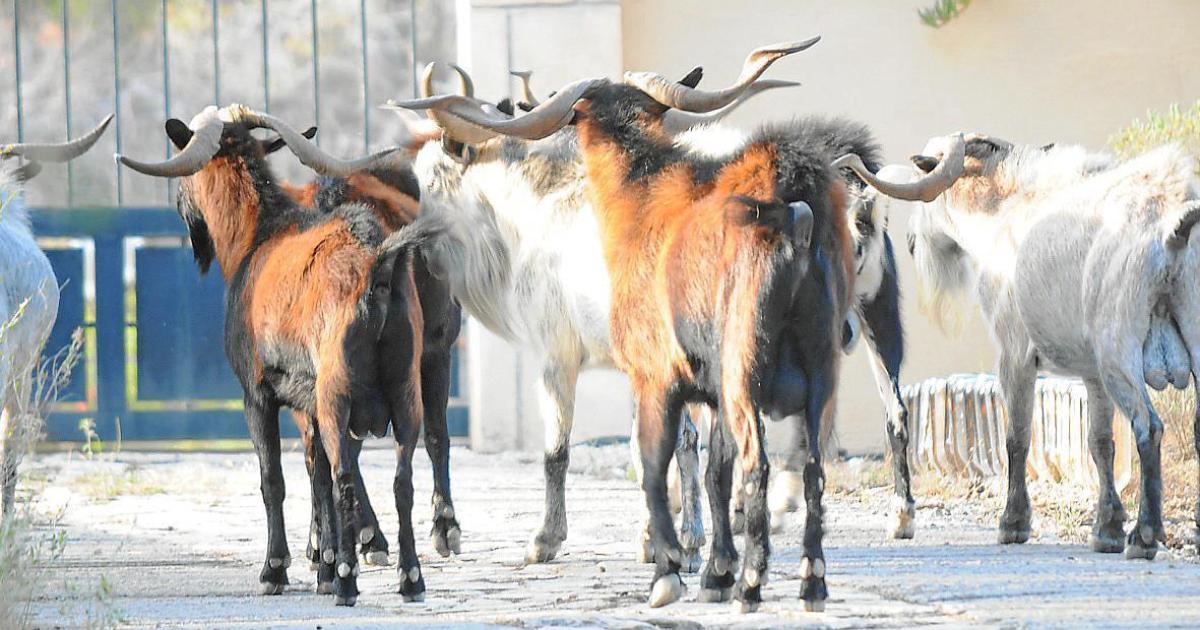 Doubts cast on wild goat meat proposal