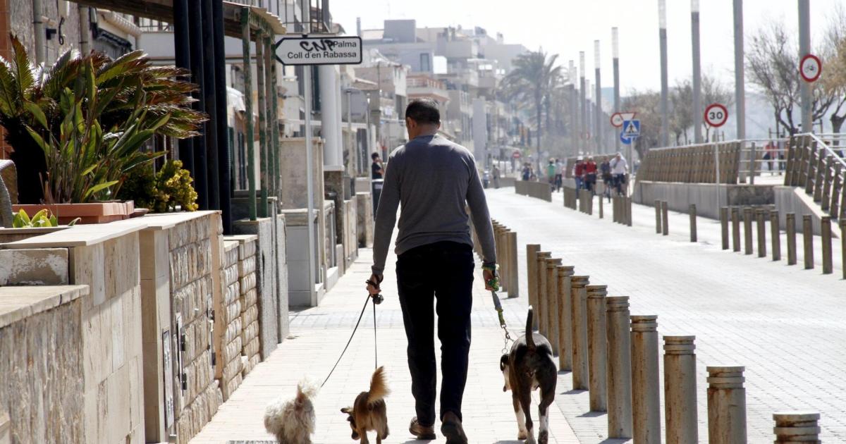 Exploring Palma's Dog Obsession: When ownership oversteps boundaries