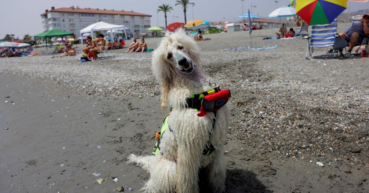 Poodle joins Spanish beach rescue squad