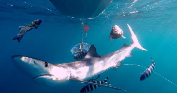 Shark alert in Mallorca