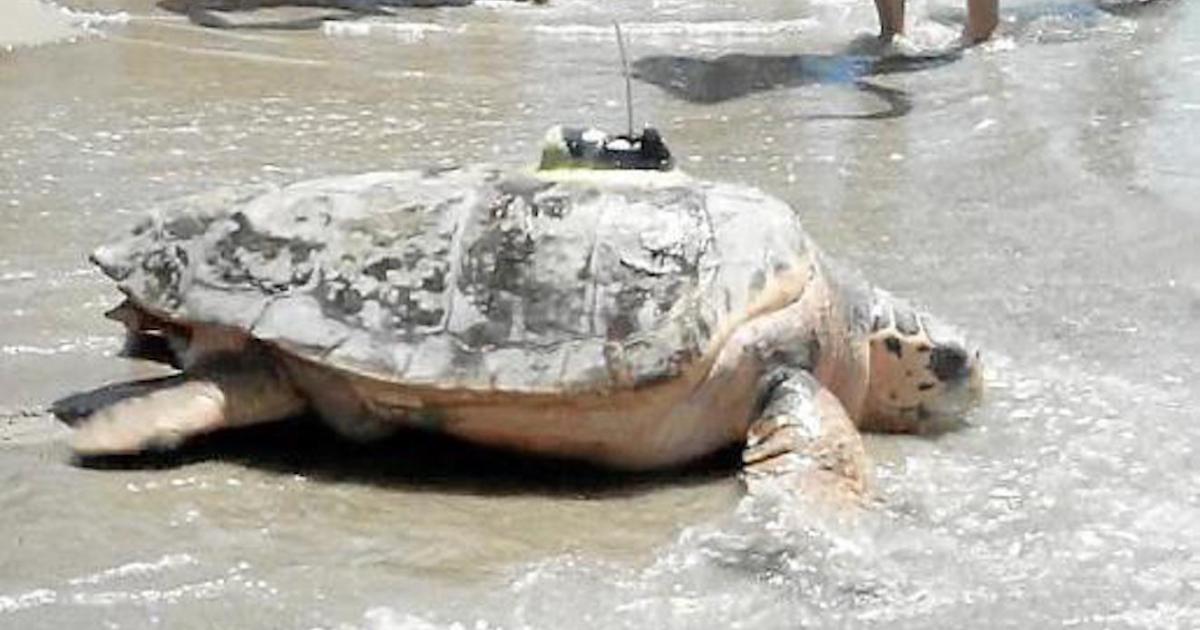 Turtle swims from the Peninsula to Majorca