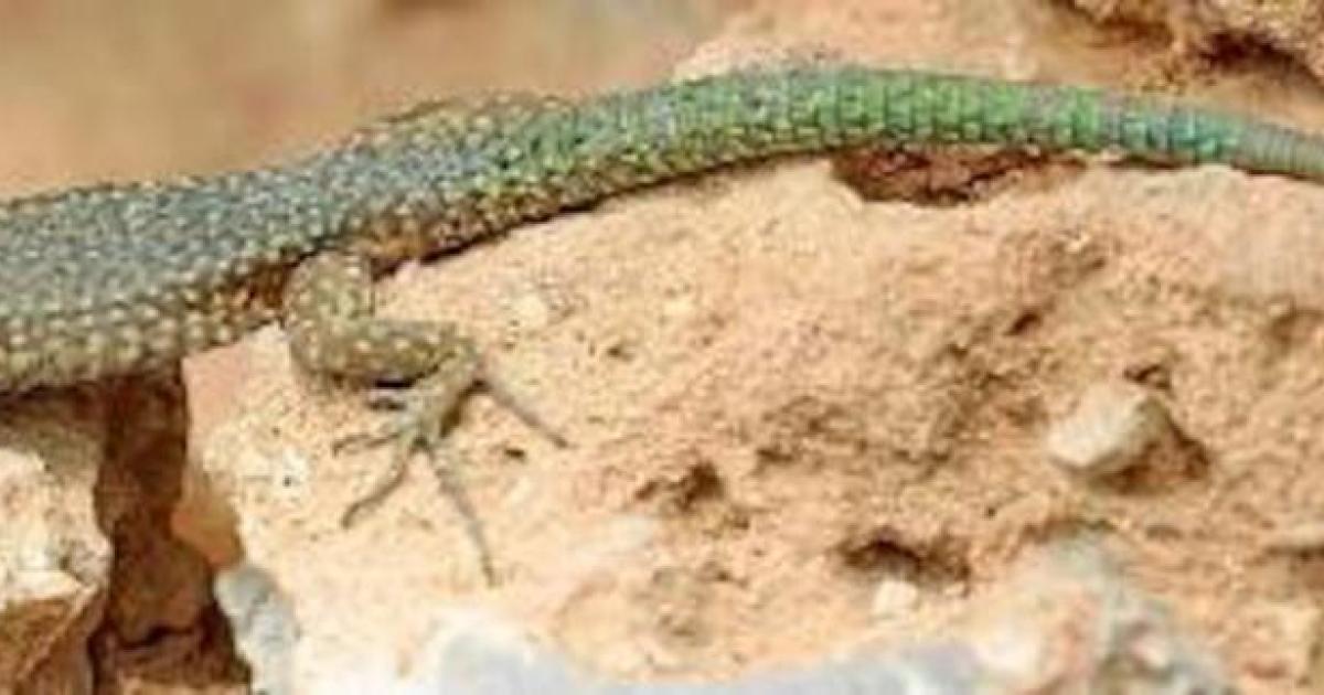 Mallorca Animal Welfare: Balearic Lizard
