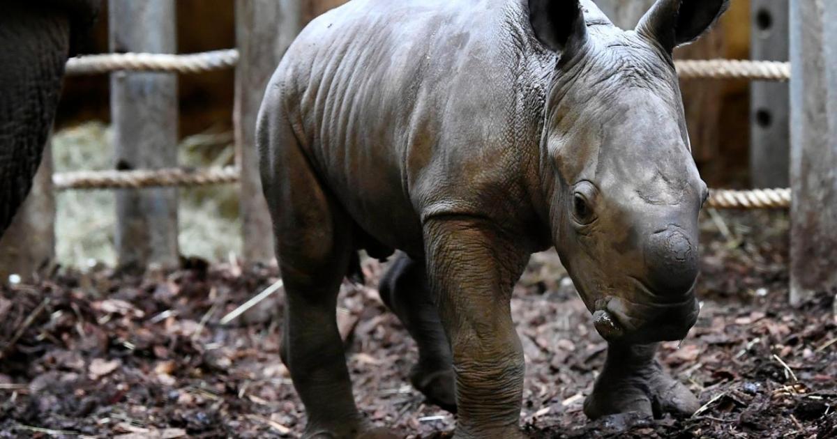 Baby rhinoceros born in Dutch zoo on Sunday