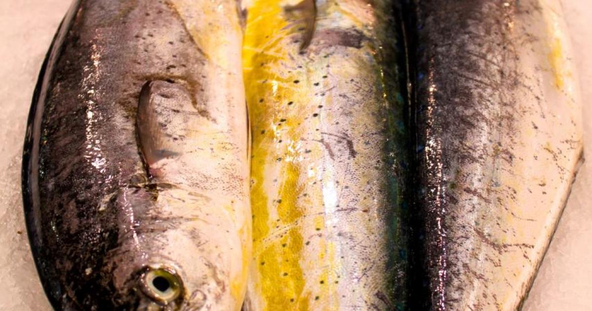 Eat the seasons with "Llampuga"