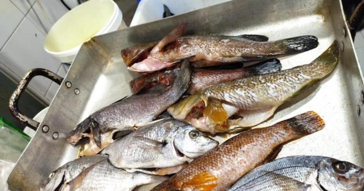 Mallorca Food: Harpooned fish