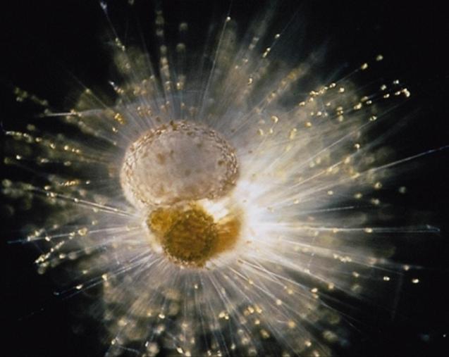 Balearic Sea: A shared responsibility