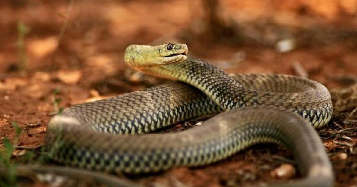 Last year snakes were spotted on beaches in Mallorca