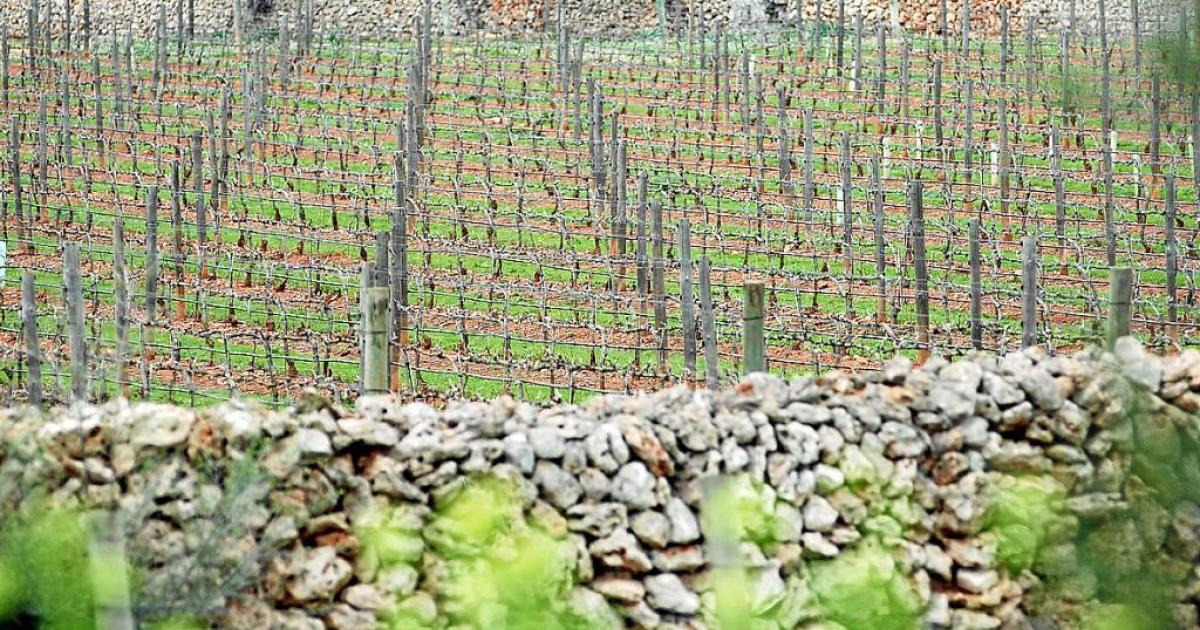 Xylella bacterium is now infecting vineyards