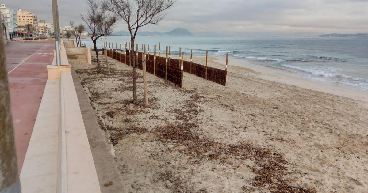 Mallorca environment: Conserving sand in Can Picafort