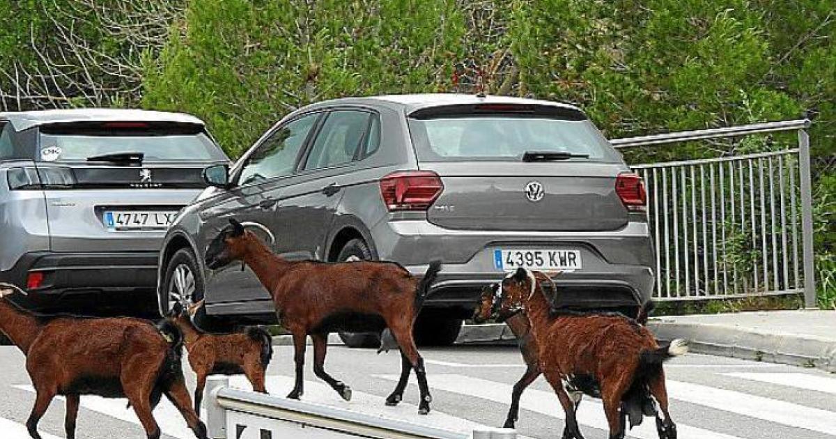 Mallorca wildlife: Wild goats on the rampage in Mallorca heading for ...