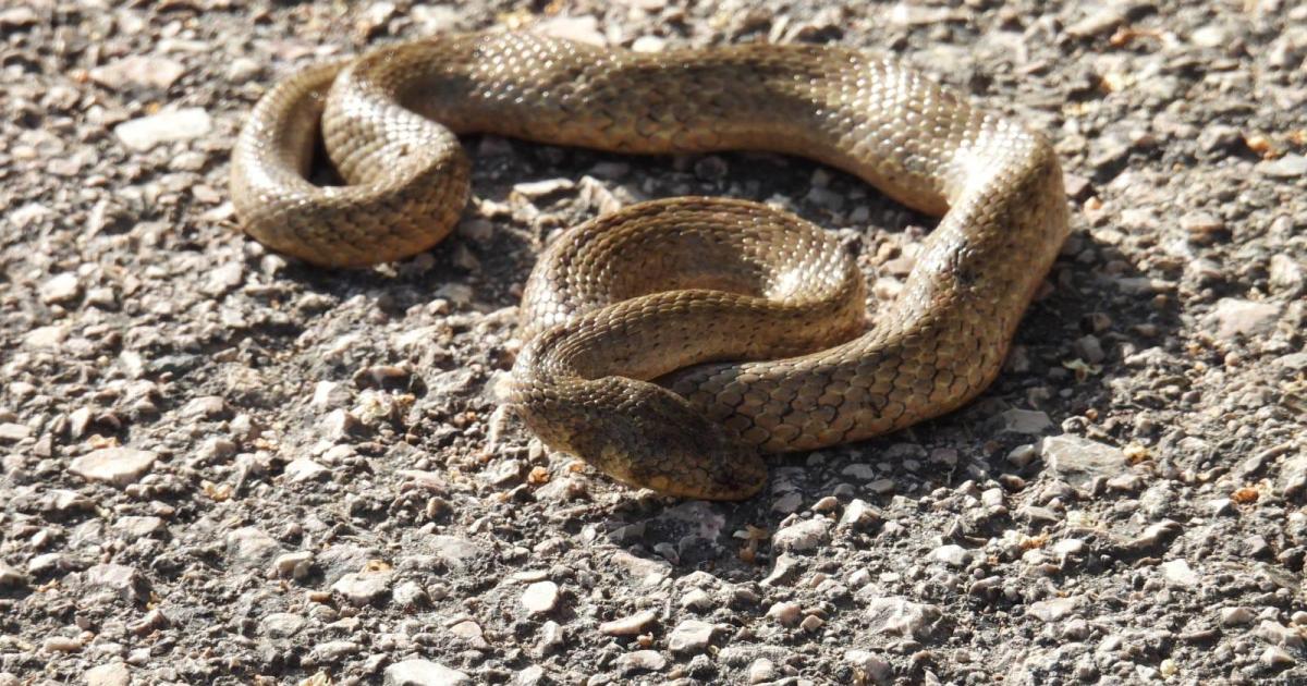 Majorca snakes: Guide to identify the different types of snakes in Mallorca
