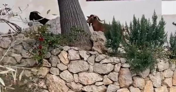 Mallorca wildlife: The wild-goat catcher of Son Vida