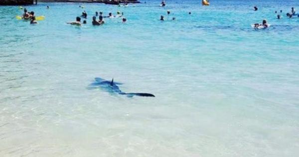 Mallorca tourism: What you need to know about Blue Sharks in Mallorca