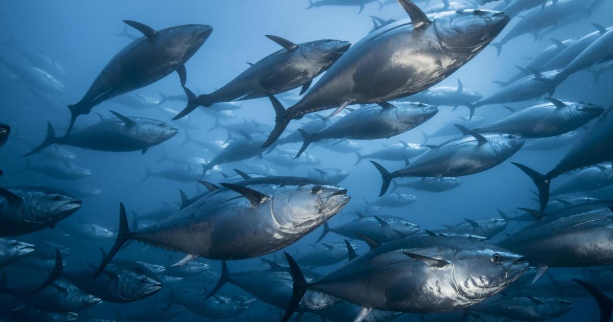 Decomposing tuna floating in the Mediterranean sea