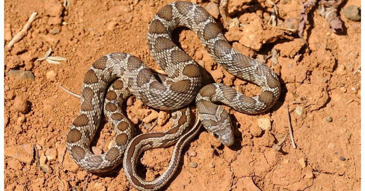 Mallorca animal welfare: It’s not just snakes “invading” the Balearics ...