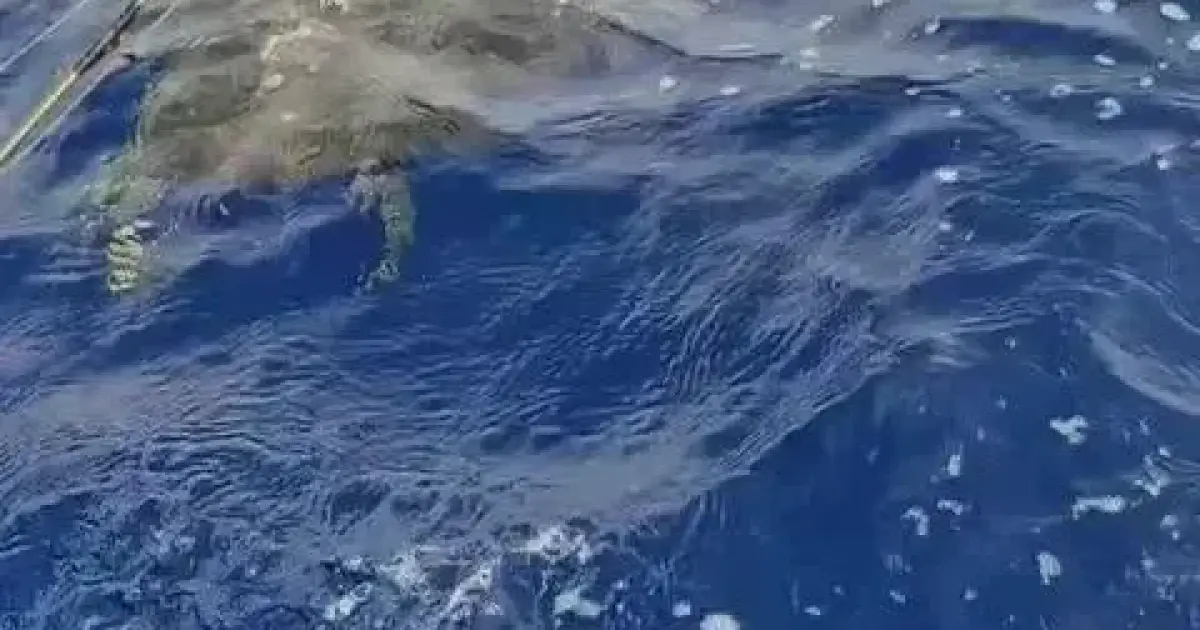 Sea turtles in Mallorca