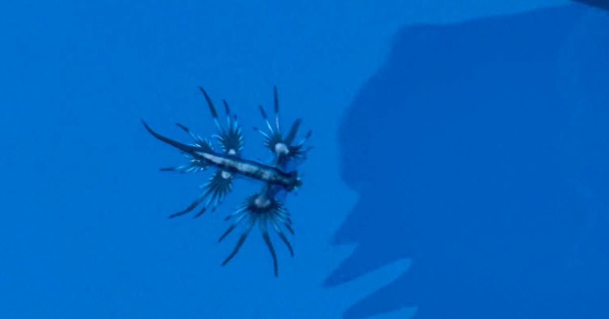 Mallorca holiday sea: Mysterious animal found in the waters off ...