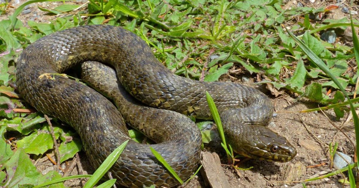 Mallorca holiday: Britons in a panic over snakes on Balearic beaches ...