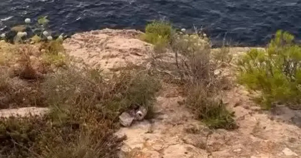 Mallorca holiday: Large snake spotted in Mallorca: Reptile caught on ...
