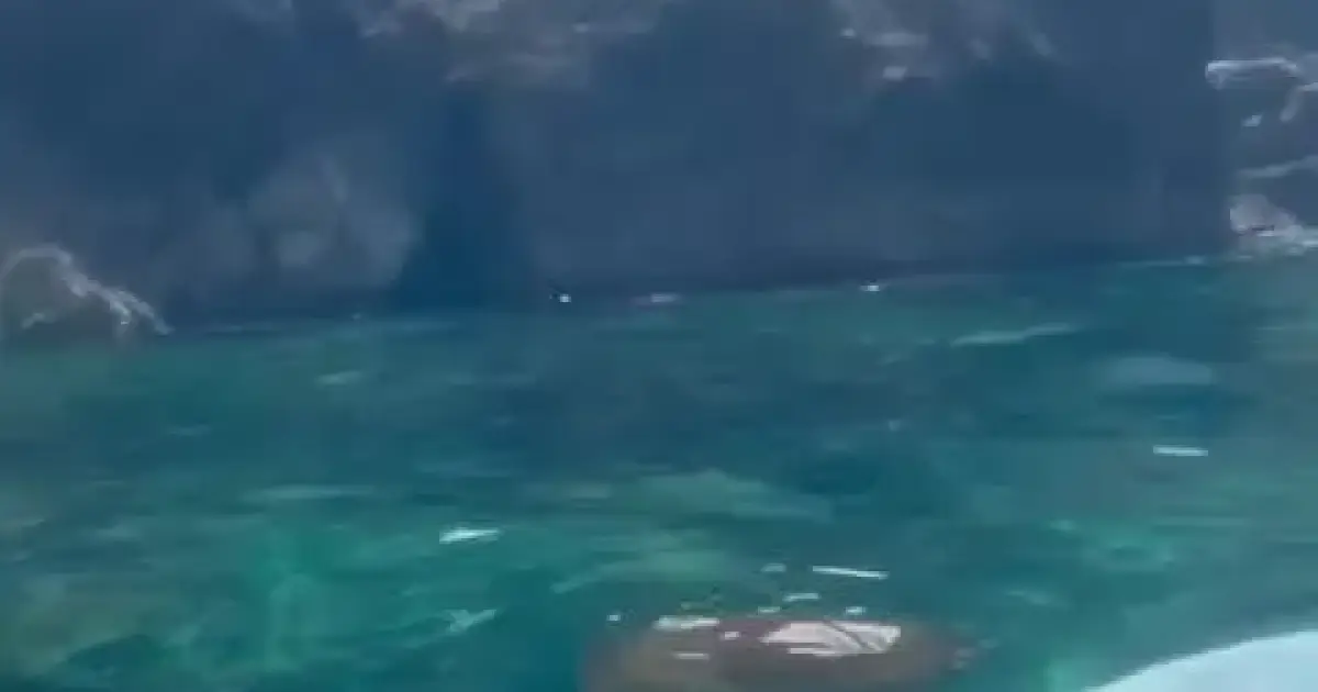 Stunning ‘Fried Egg’ jellyfish spotted in Mallorca