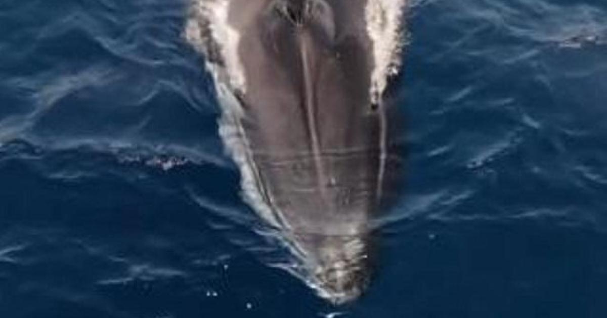 Watch stunning images of a fin whale in the Balearics