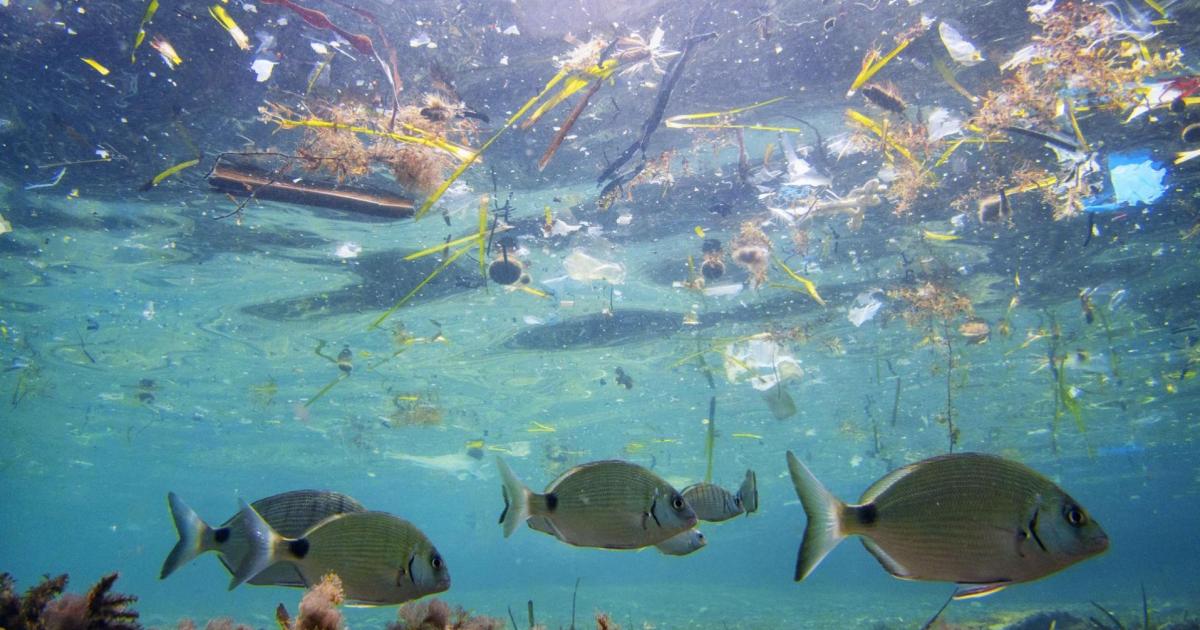Microplastic contamination in Mallorca sea is "outrageous"