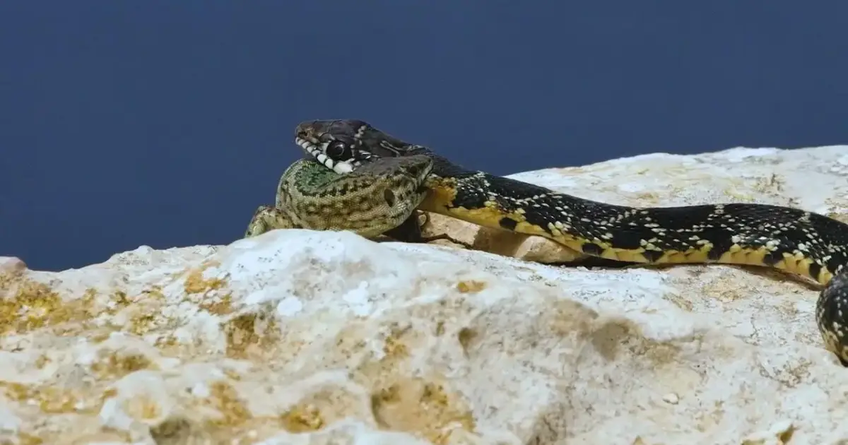 Mallorca joins fight against invasive snakes in Balearics