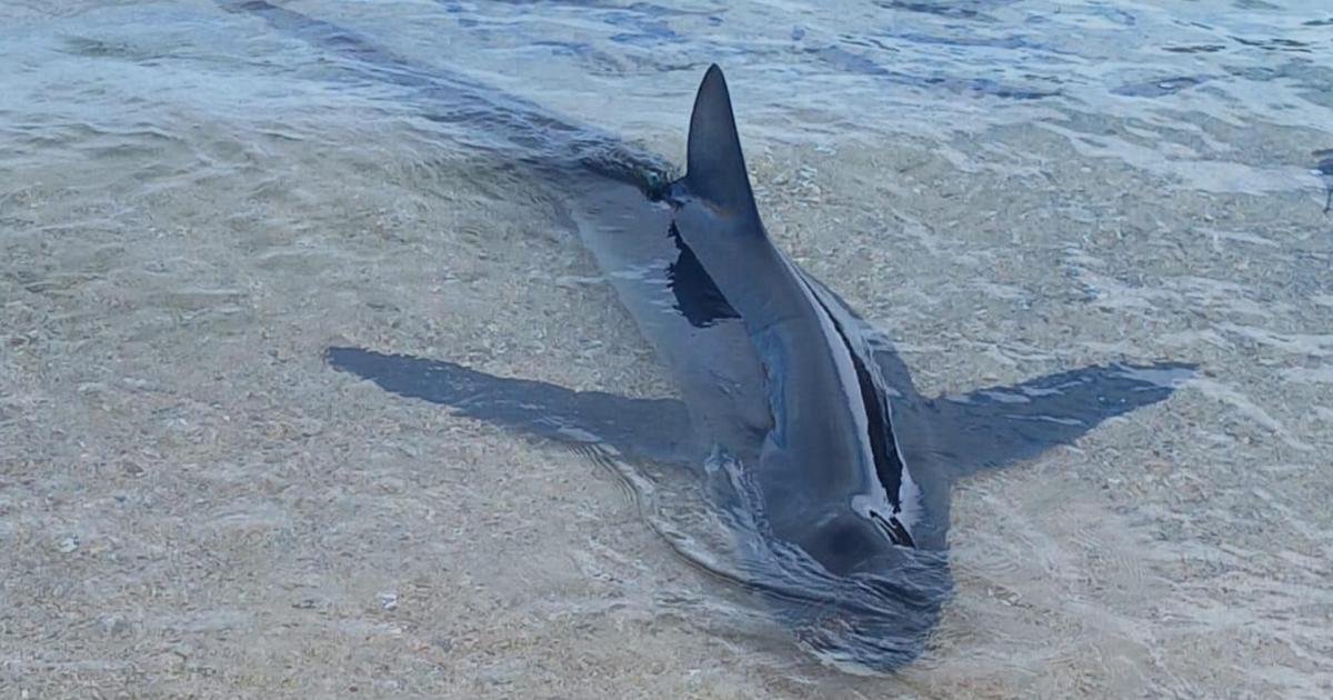 Mortally wounded blue shark found off Mallorca