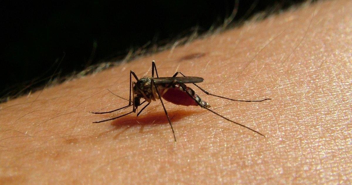 Usutu Virus in Mallorca: everything you need to know about symptoms and ...