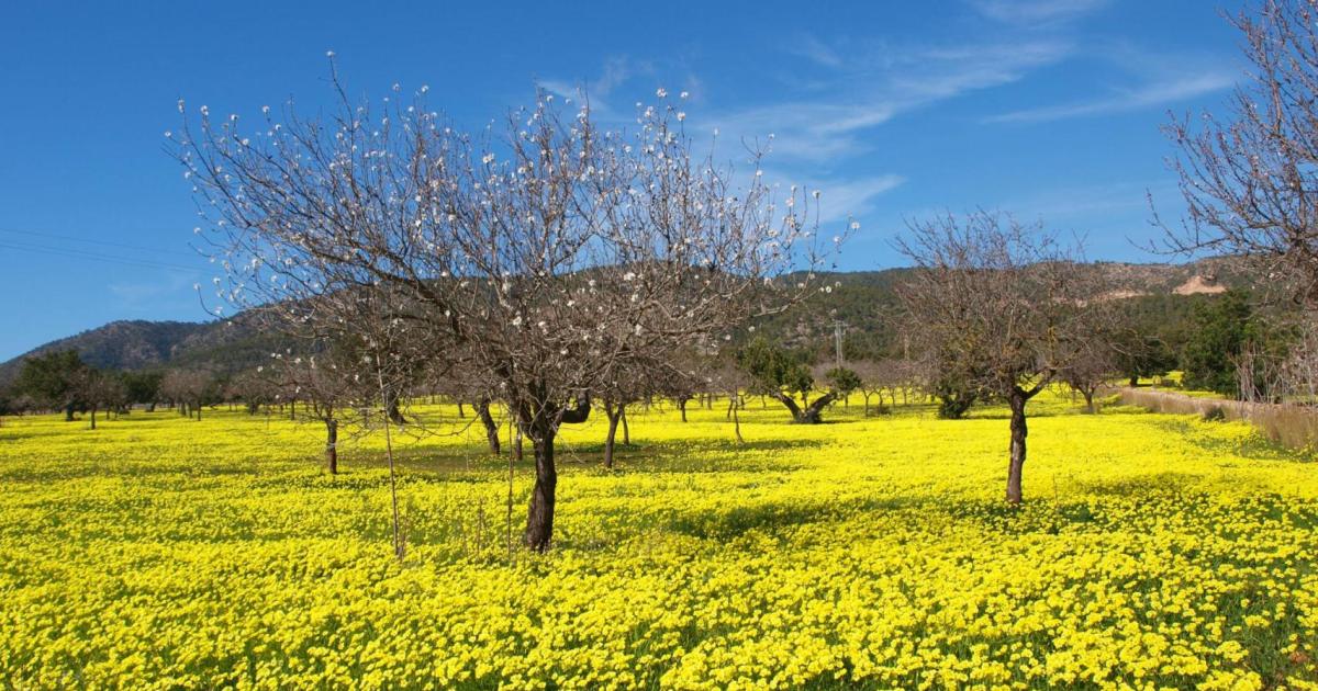 Mallorca weather for Friday, February 20 - Calming down after the storms