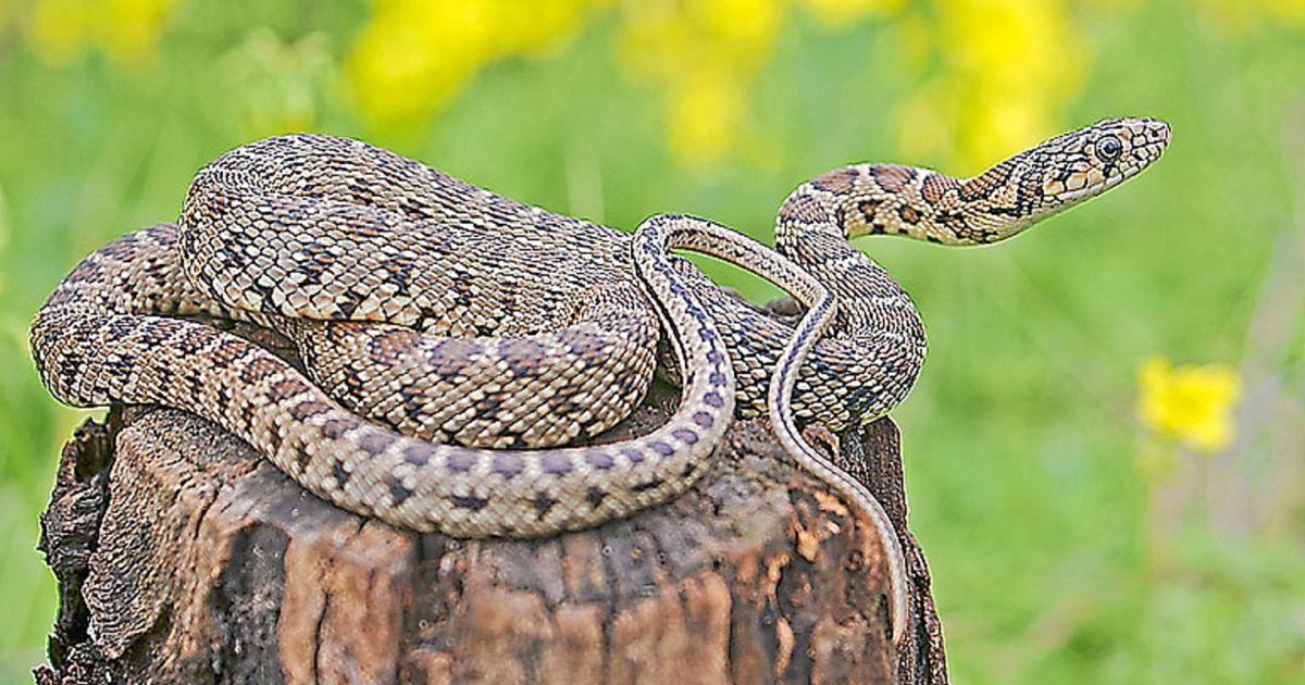 Over 4,000 snakes caught on Balearic holiday islands last year