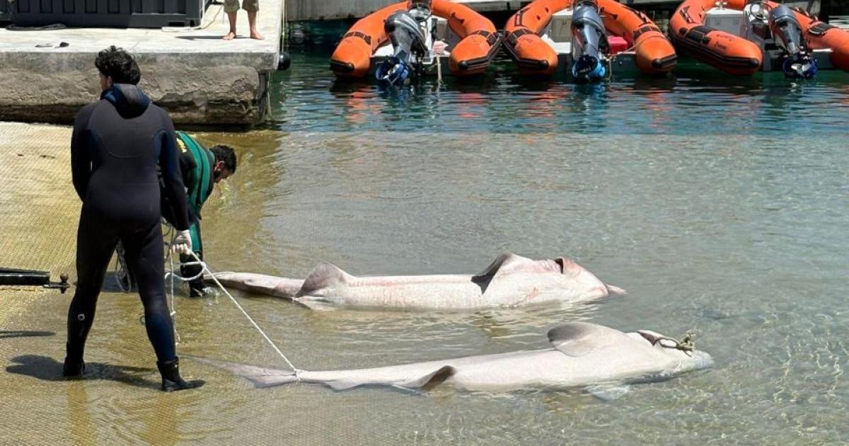 Mutilated deep-sea sharks found off Mallorca: environmental group ...