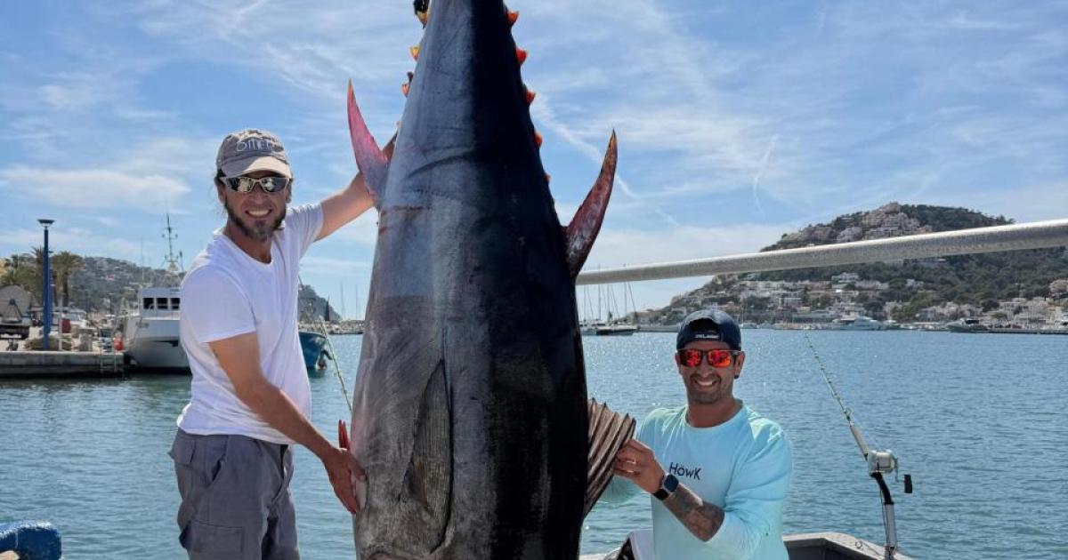 Almost 300kg bluefin tuna caught in Mallorca