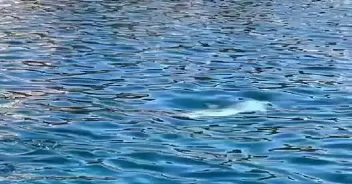 Dolphins spotted just metres off Illetes coast