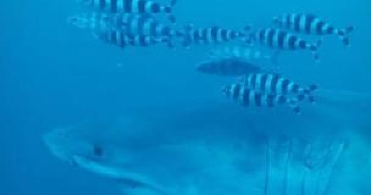 Great white shark spotted during ghost net cleanup in Mediterranean