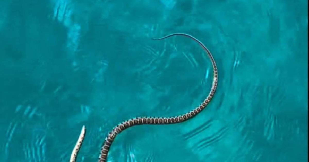 Swimming snake filmed in the Balearics as invasive species spread