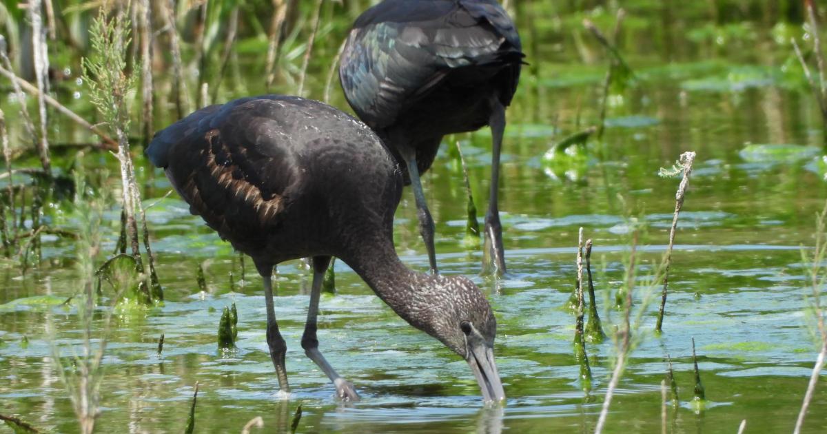 Birdwatching tourism in Majorca