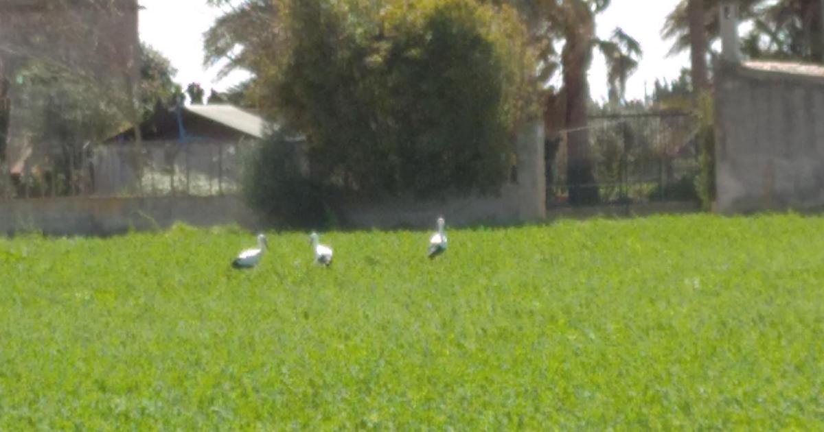 Rare stork sightings in Mallorca