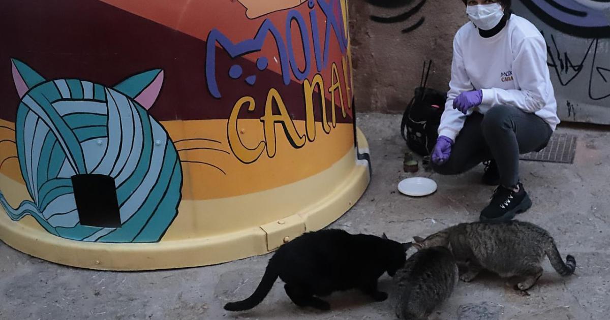 Cat population in Palma Mallorca will grow
