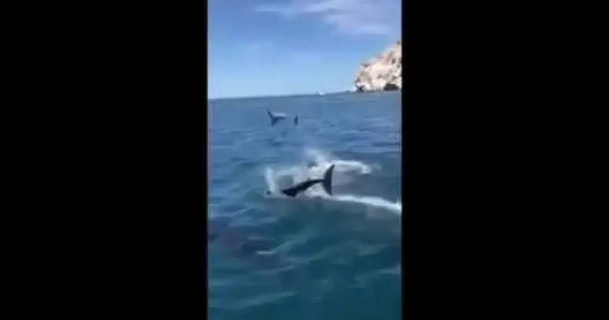 Dolphins enjoy the sun and sea in Majorca
