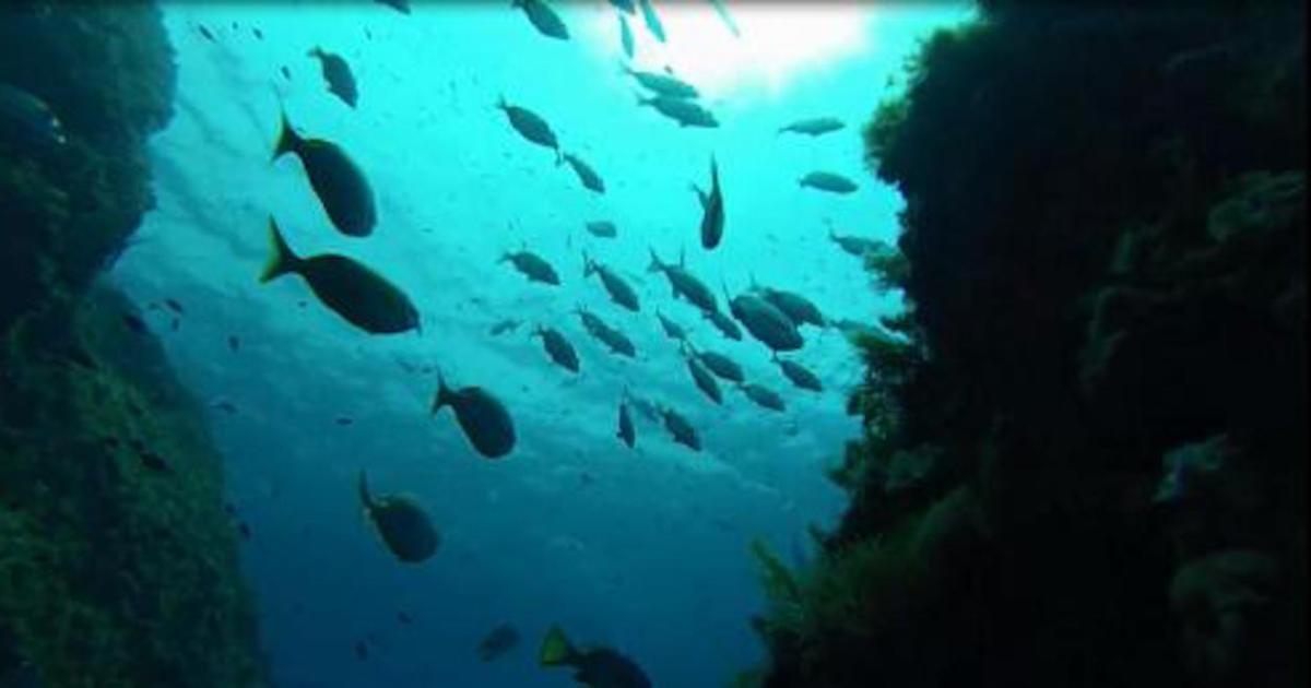 School of dolphins filmed near El Toro Island in Majorca