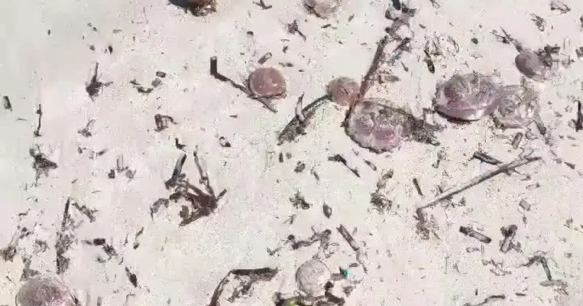 Jellyfish in Mallorca, sighted on the Calvia coast