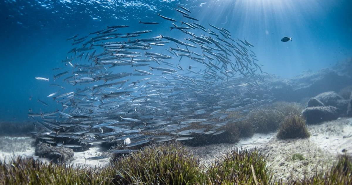 Are you curious to learn more about the sea that surrounds us?