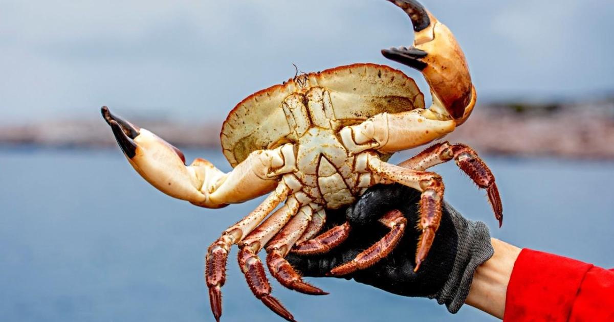 Marc Fosh recipe with crab