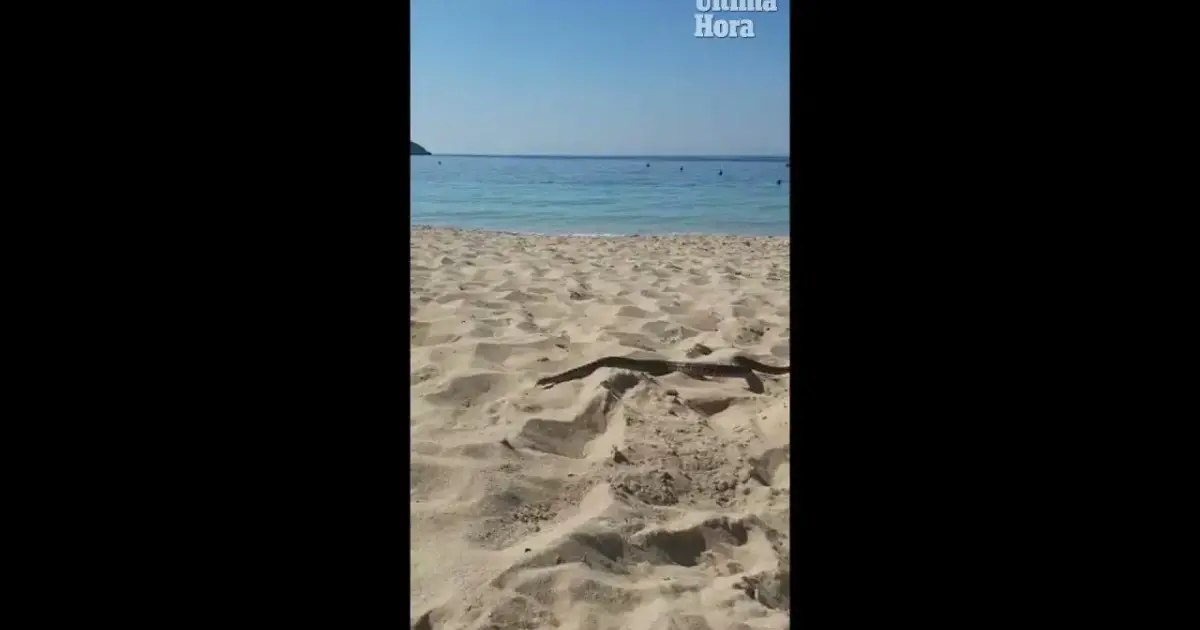 Mallorca Animal Welfare: Horseshoe Snake in Magalluf