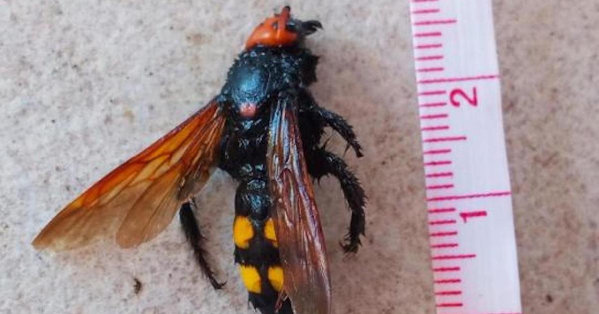 Mallorca Animal Welfare: Mammoth wasps